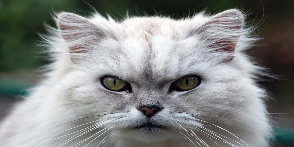 Chinchilla Kedisi - cagatayhurcan.com