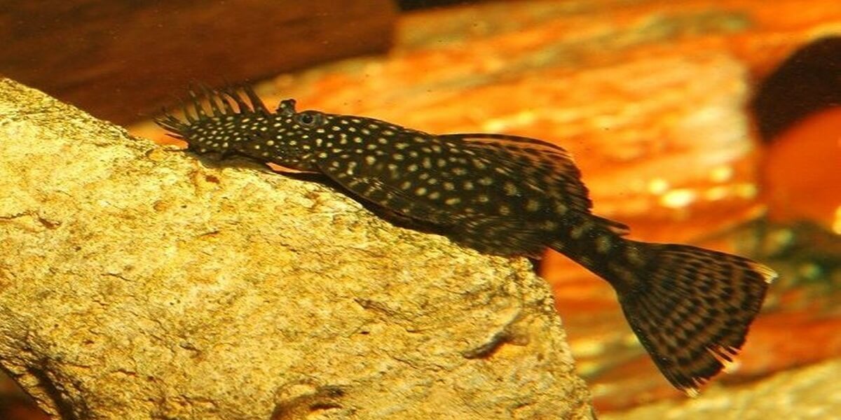 Cüce Vatoz - cagatayhurcan.com