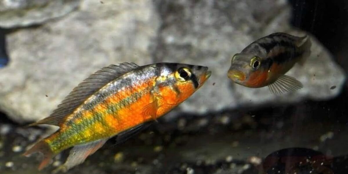 Kribensis - cagatayhurcan.com