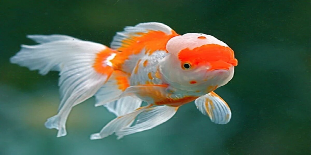ORANDA - cagatayhurcan.com