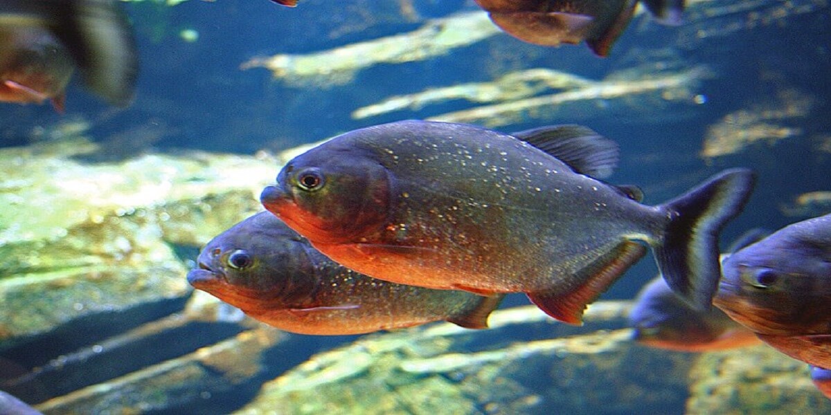 Pacu Piranha - cagatayhurcan.com