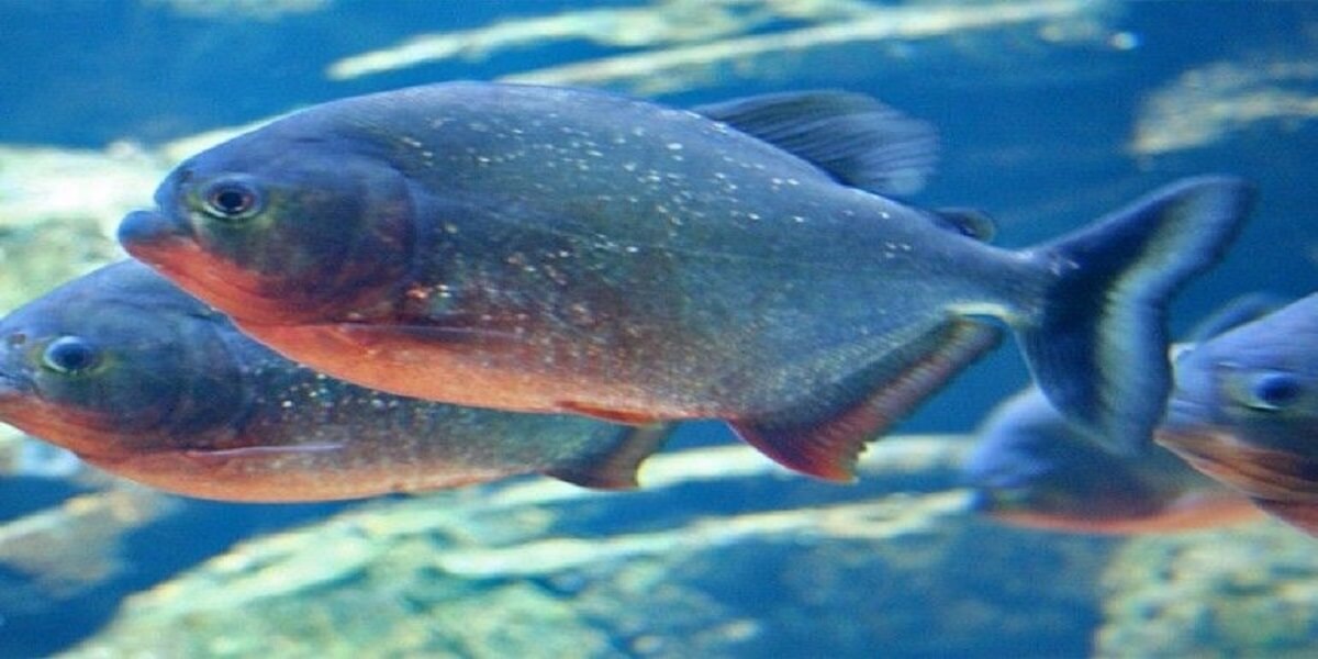Pacu Piranha - cagatayhurcan.com