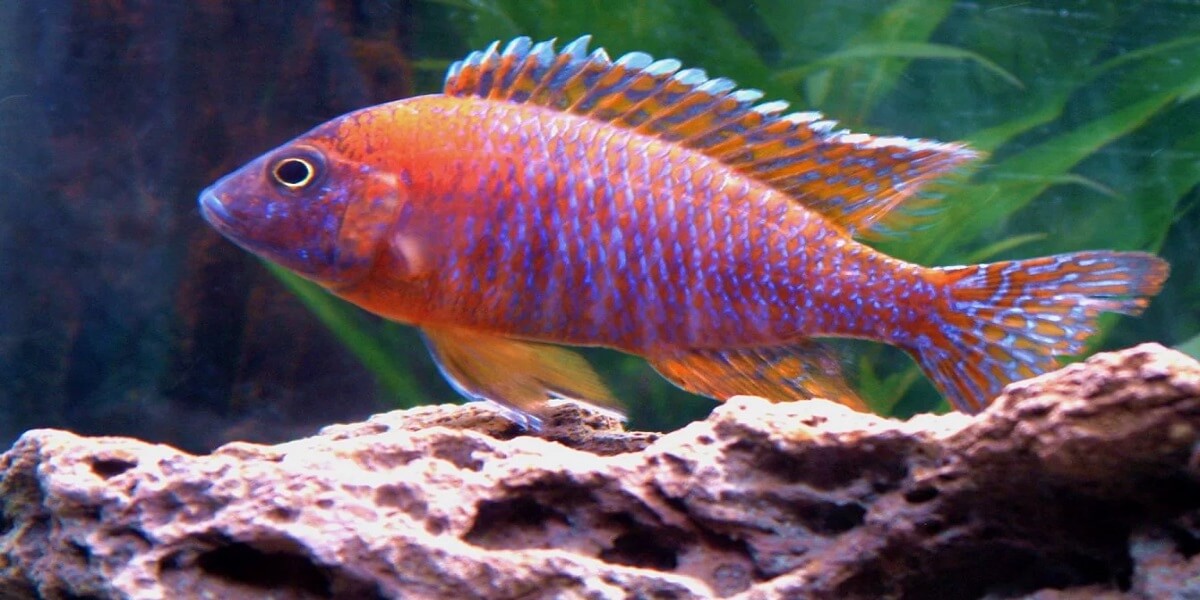 Red Ruby Cichlid - cagatayhurcan.com