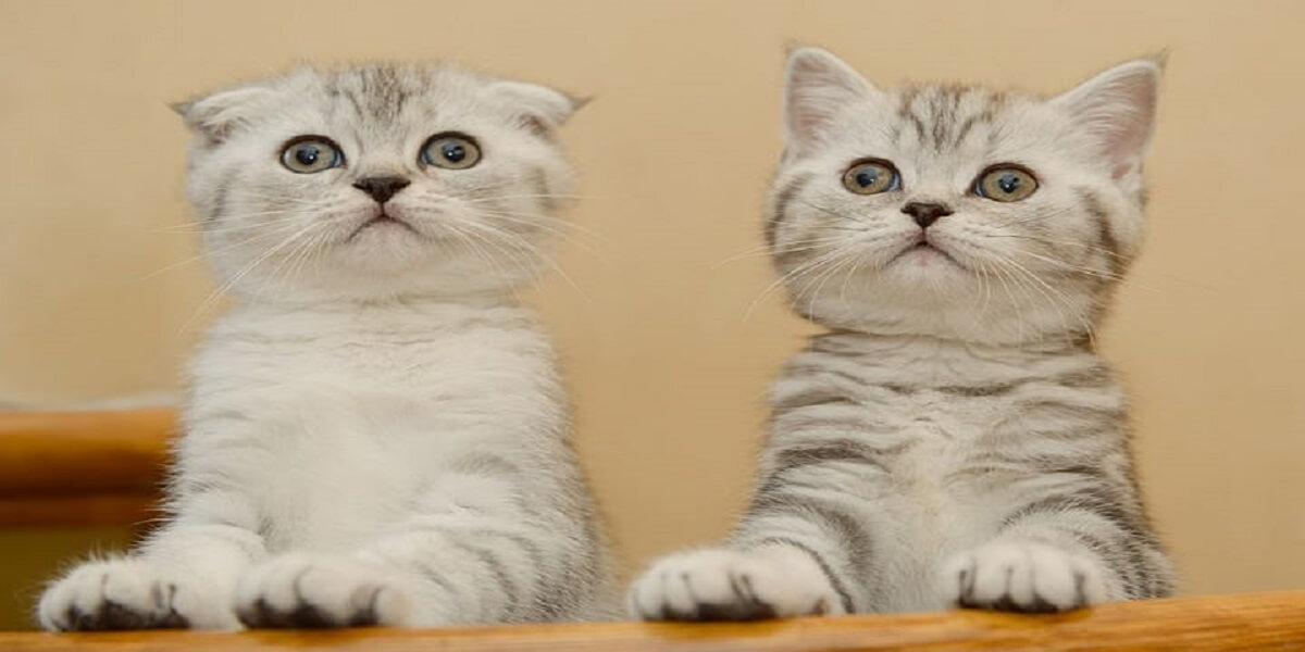 Scottish Fold - cagatayhurcan.com