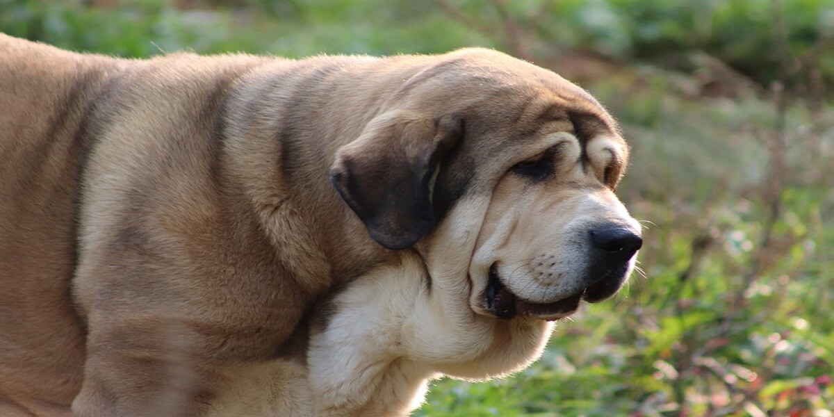 Spanish Mastiff - cagatayhurcan.com