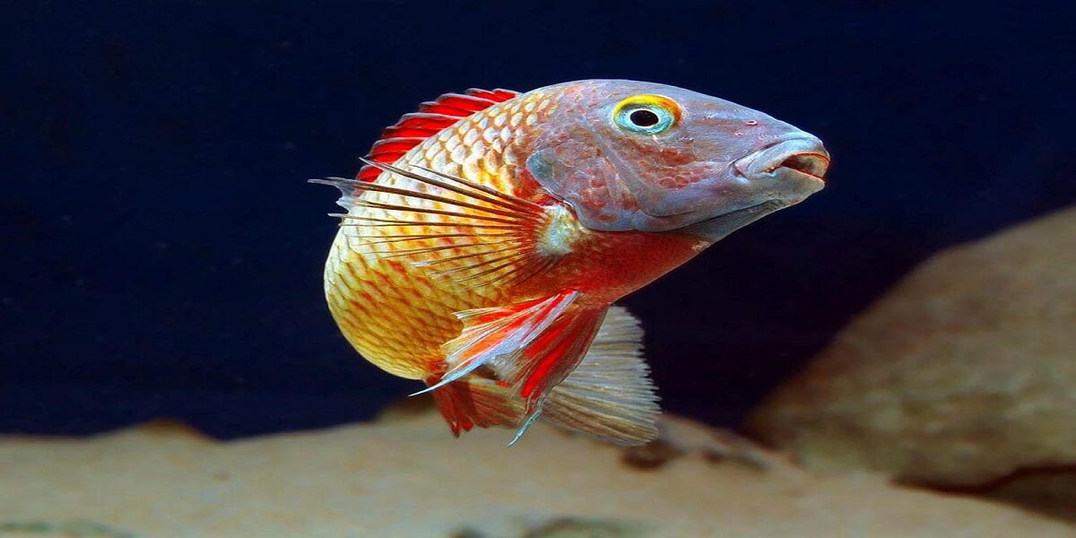 Tropheus Bricardi - cagatayhurcan.com