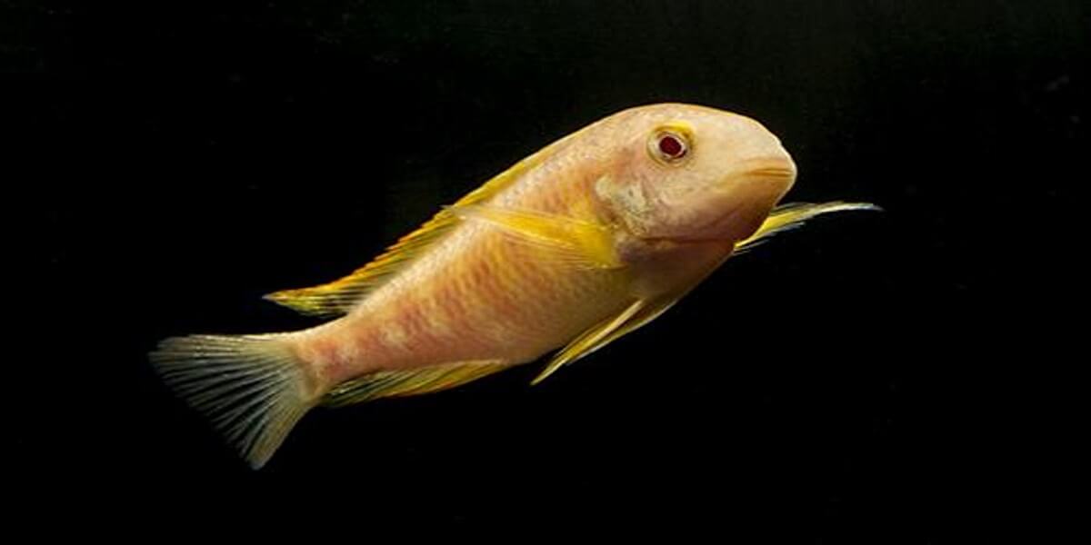 Tropheus Bricardi - cagatayhurcan.com