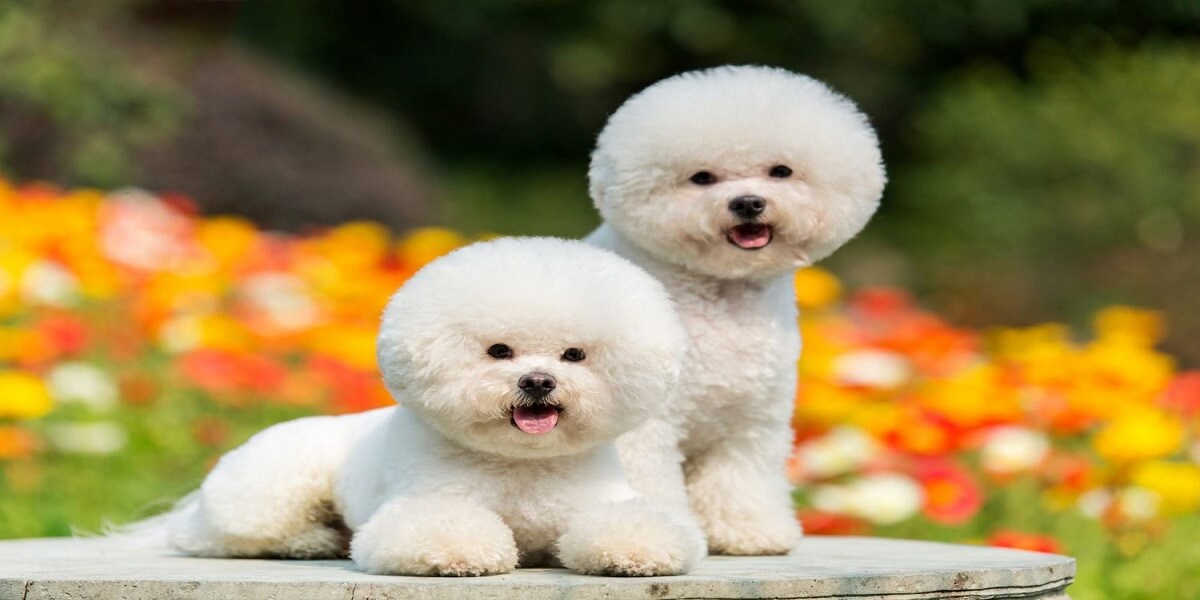 Süs Köpekleri - cagatayhurcan.com