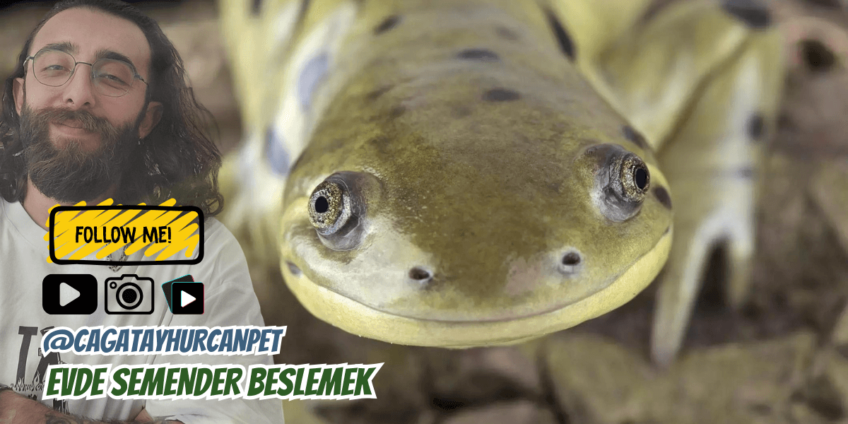 Evde Semender Beslemek - cagatayhurcan.com
