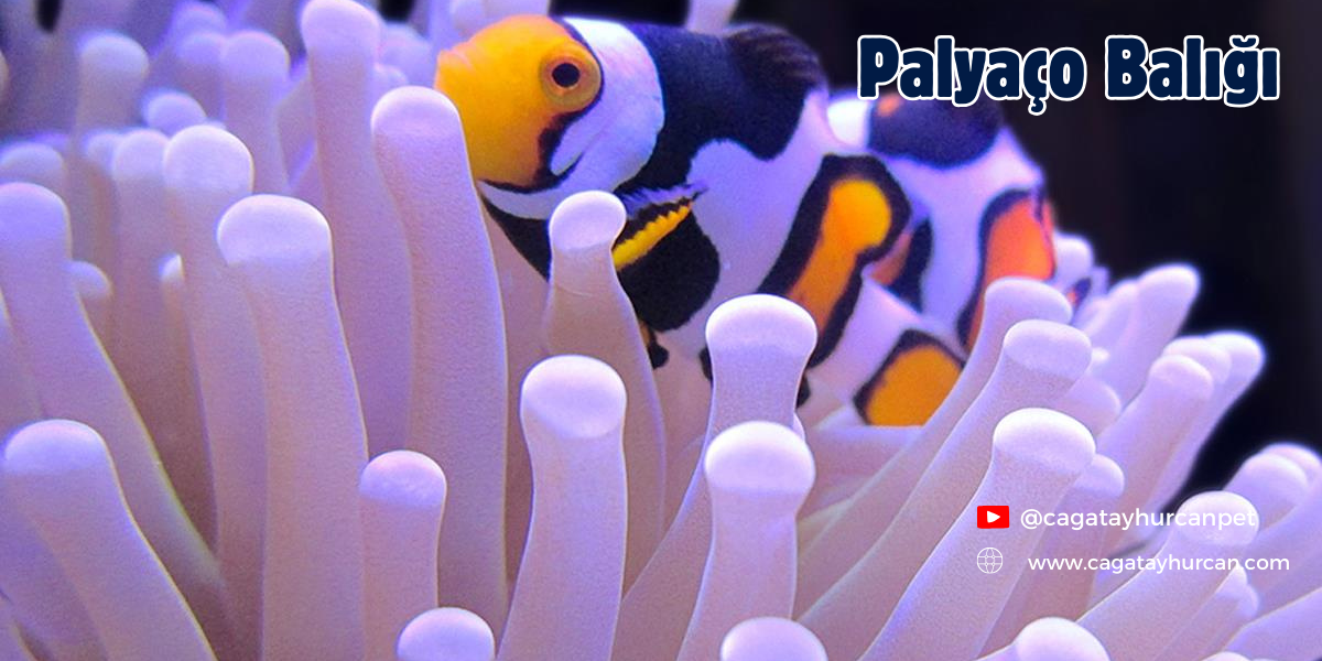 Palyaço Balığı - cagatayhurcan.com