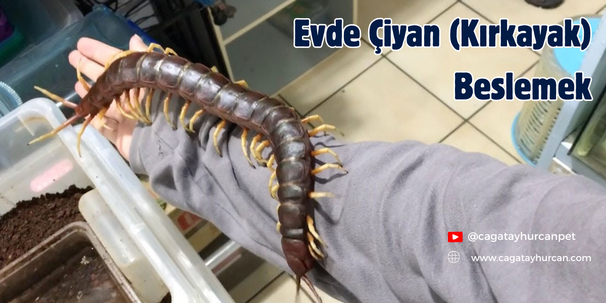 Evde Çiyan (Kırkayak) Beslemek - cagatayhurcan.com