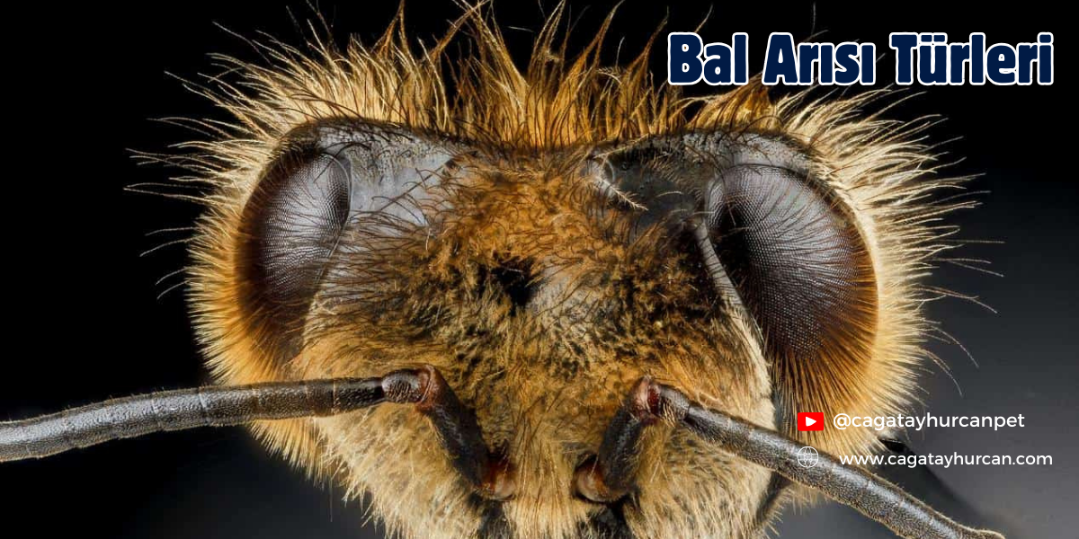 Bal Arısı Türleri - cagatayhurcan.com
